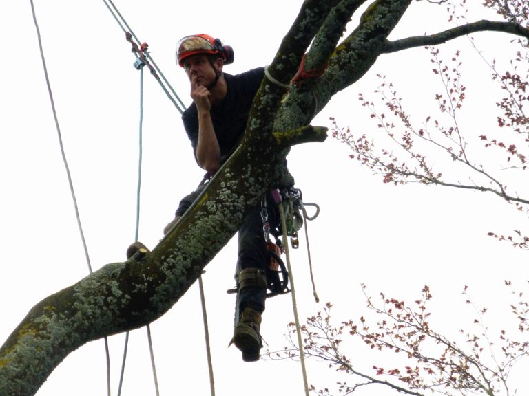 About | Arbor Matters - Mornington Peninsula